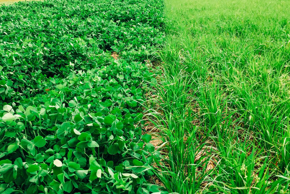 Products | Beck's Hybrids