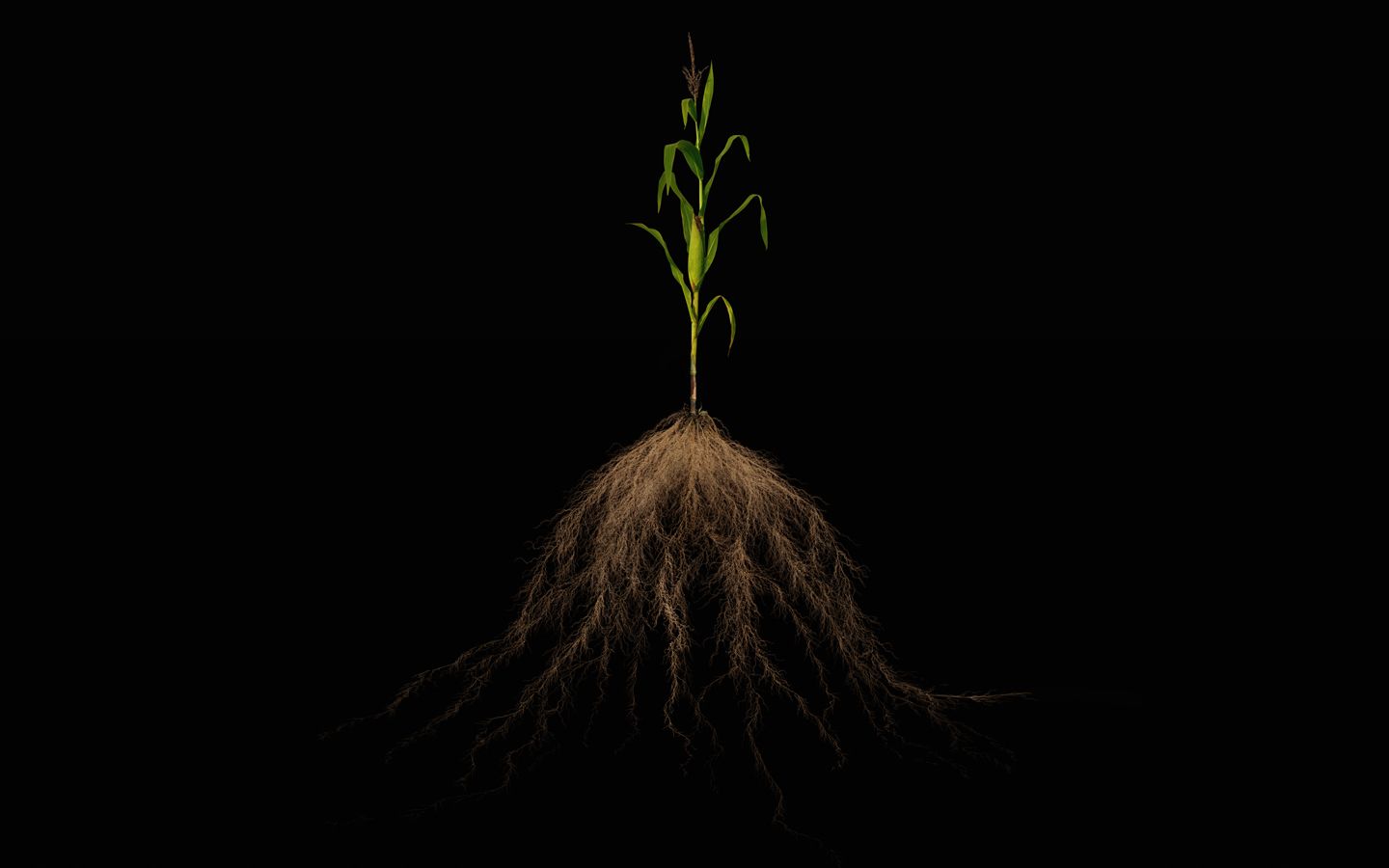 Coot Stalk and Roots