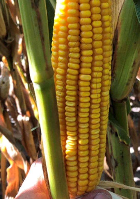 6219aa | Beck's Hybrid corn