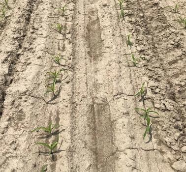 Corn and Soybean Replant Decision Making