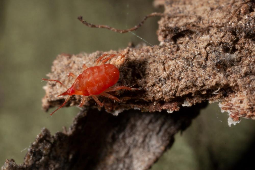 Predatory mites | AgPest