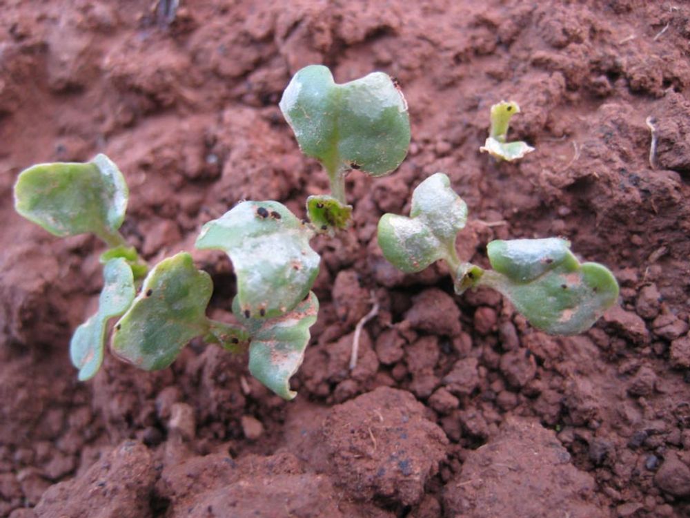 Predicting redlegged earth mite hatch dates | AgPest