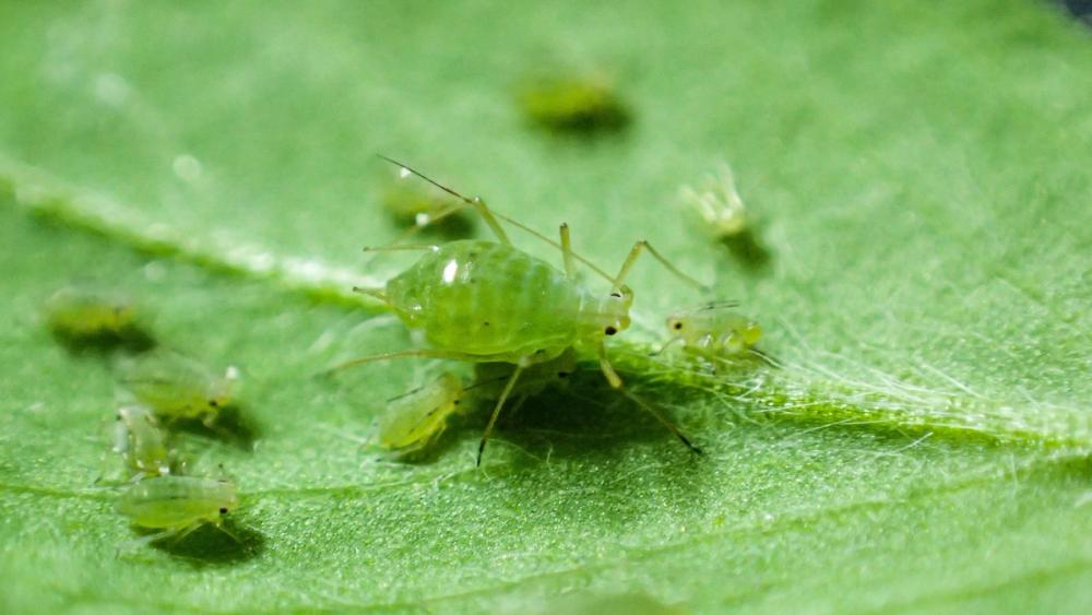 Bluegreen aphid | AgPest