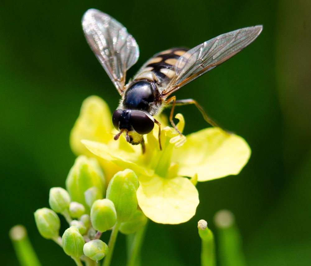 Hoverflies | AgPest