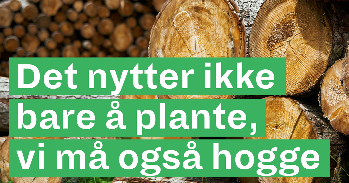 Det nytter ikke bare å plante, vi må også hogge | Tenk Tre