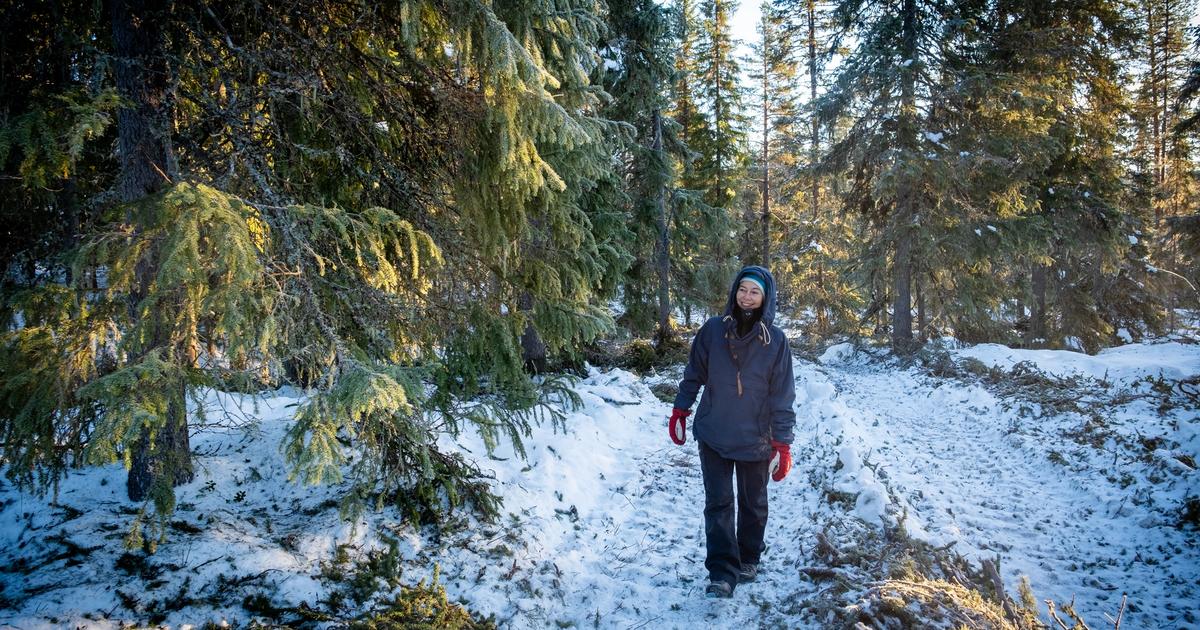 Et valg for framtidsskogen | Tenk Tre