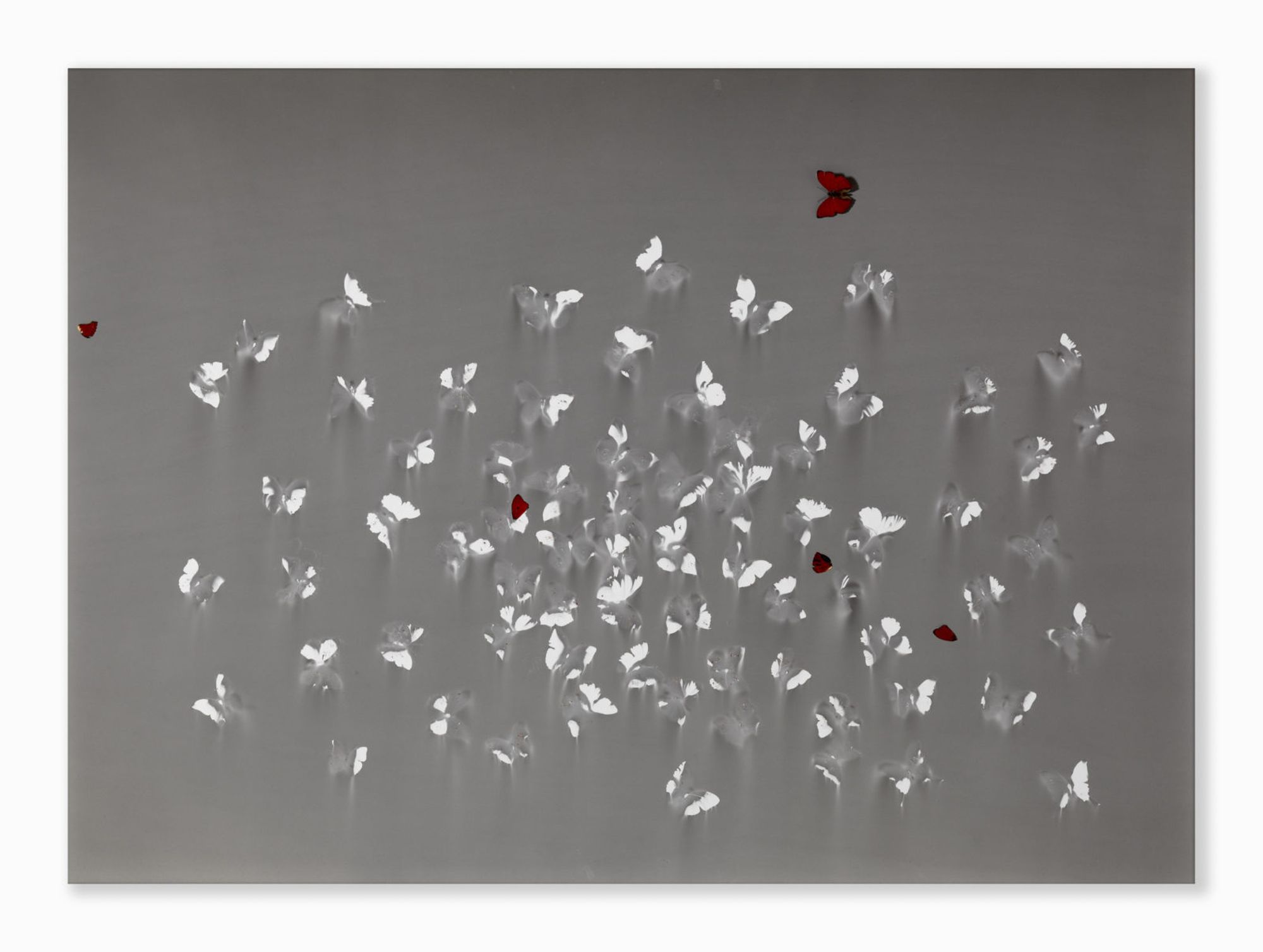 Claudio Parmiggiani — BORTOLAMI