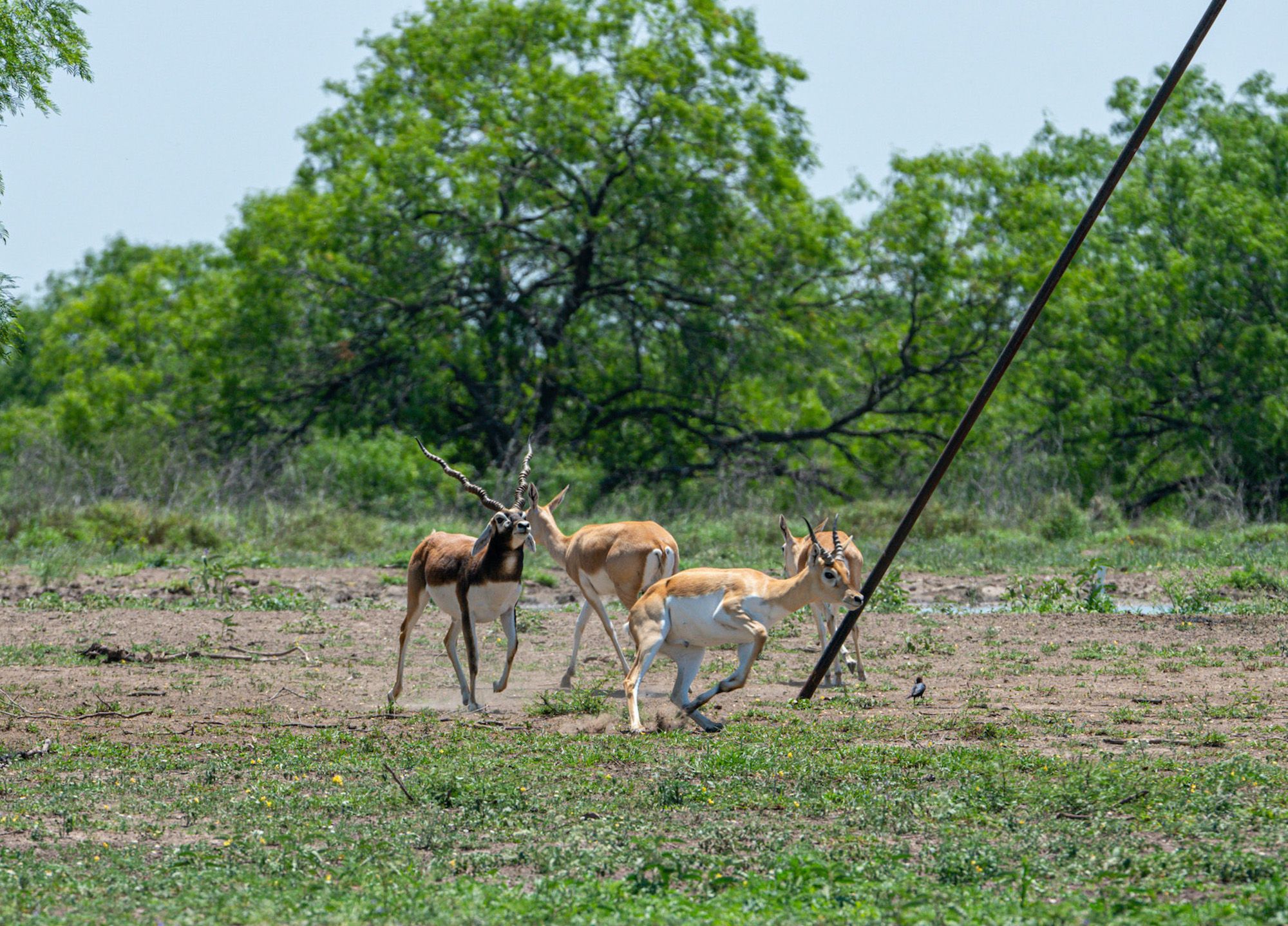 La Bandera Ranch for sale in Jim Wells County | Simpson Ranches & Land