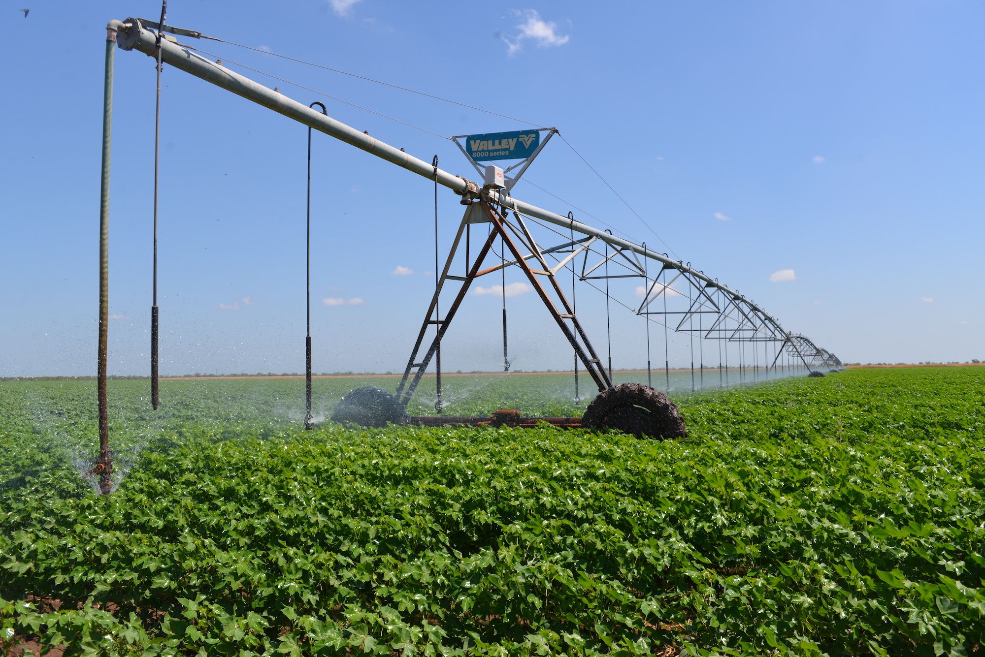 Frio Farm - Frio County | Simpson Ranches & Land