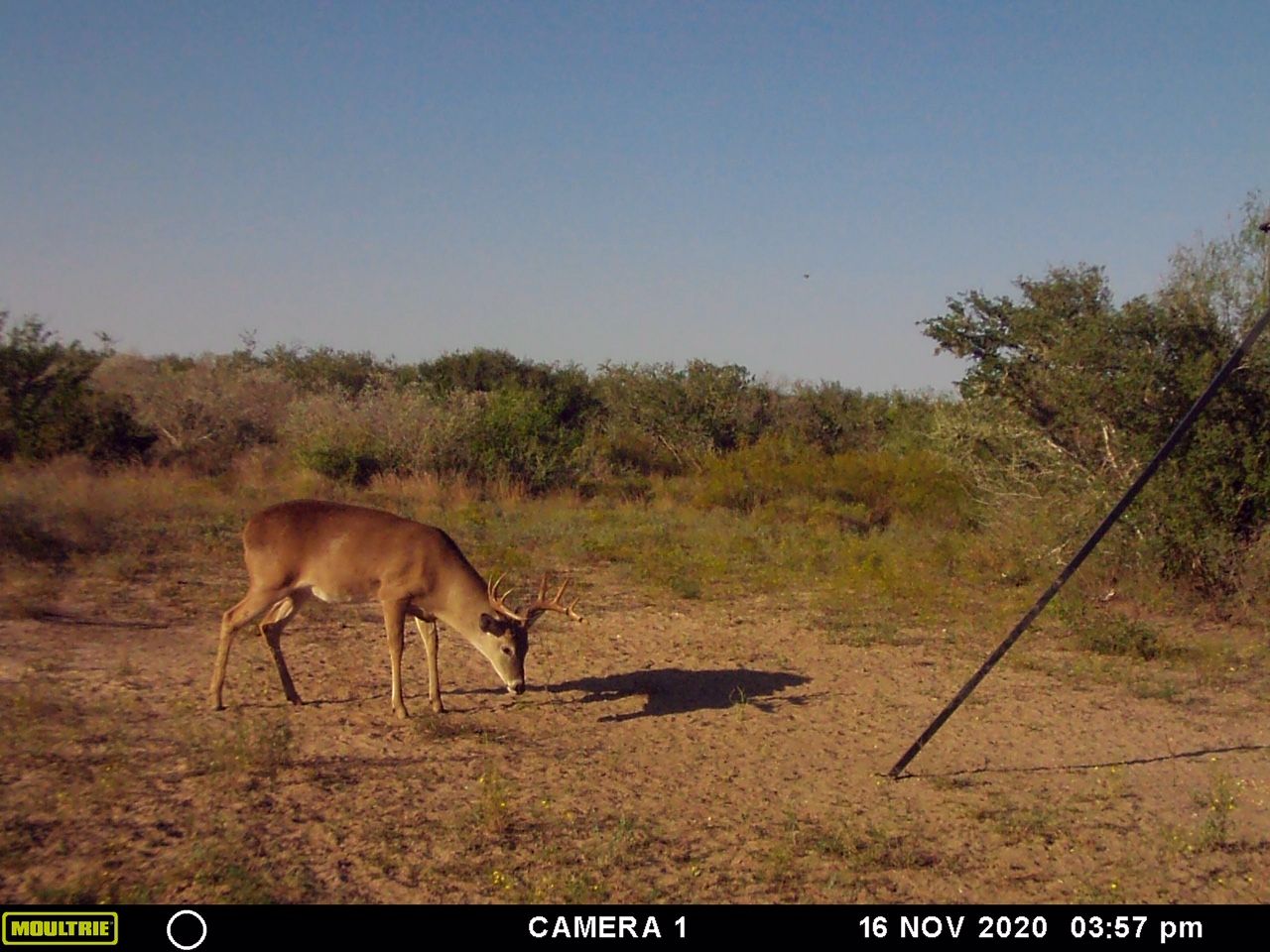 Duval County 100 Acre Ranch For Sale | Simpson Ranches & Land