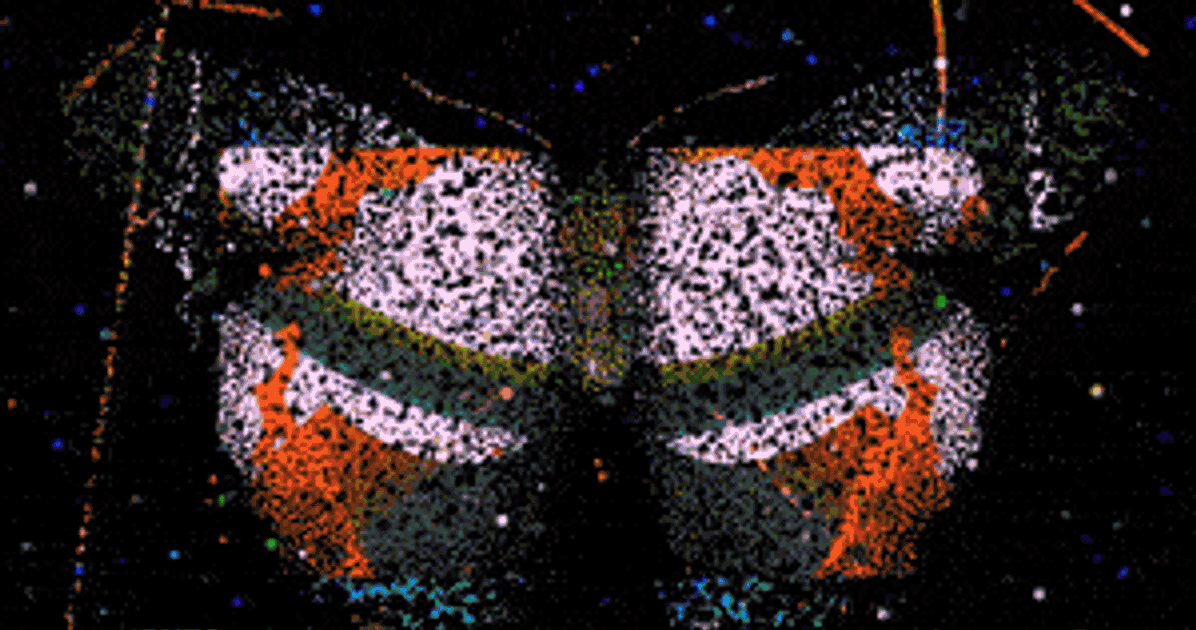 The Butterfly Effect: An Interview with Eric Hu