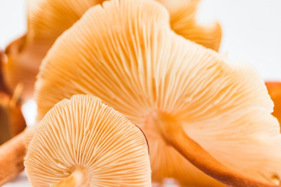 SIFO Symptoms: How Small Intestinal Fungal Overgrowth Impacts You
