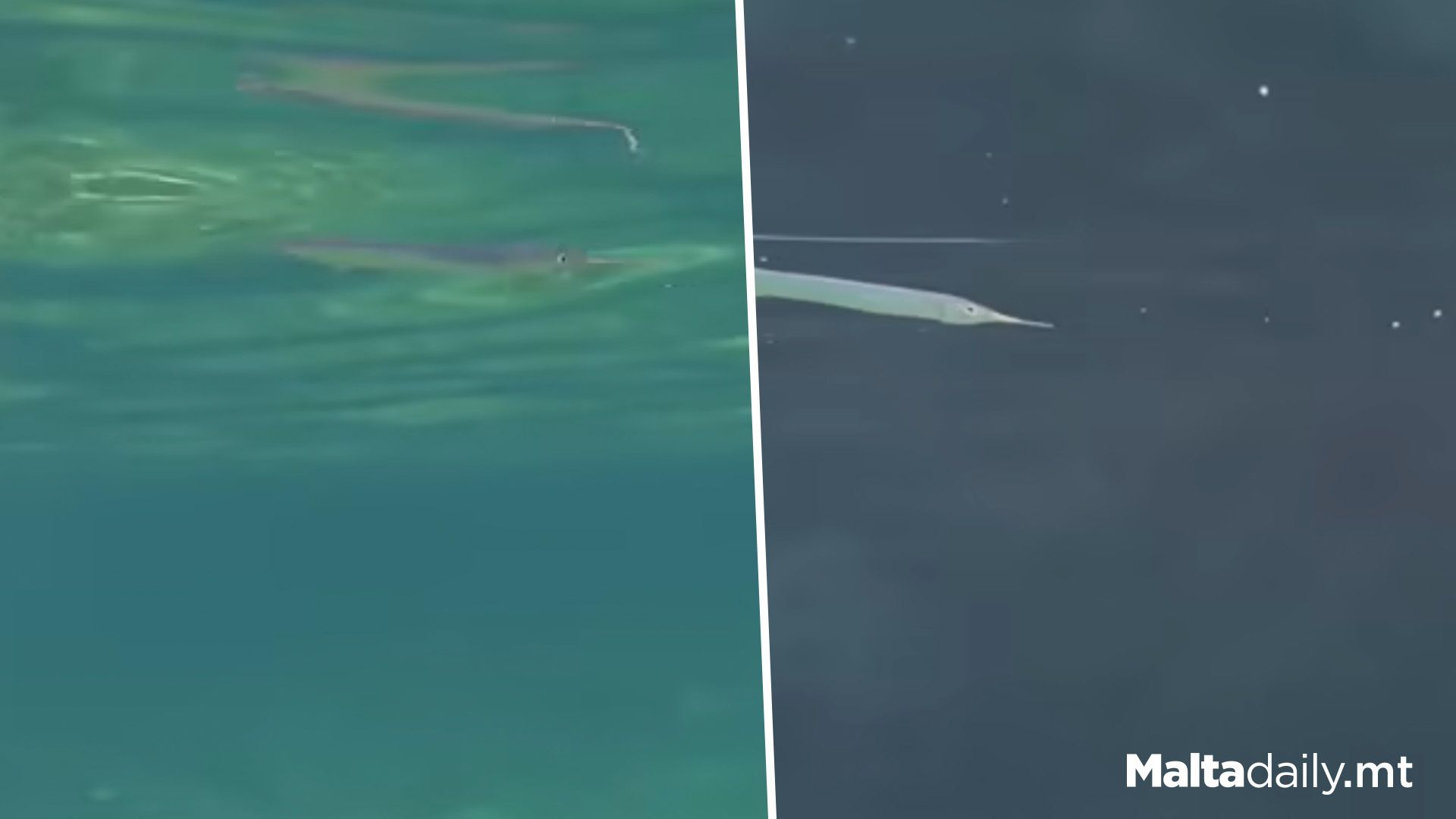 Marine Biologist Alan Deidun Captures Garfish ‘imsella’ In…