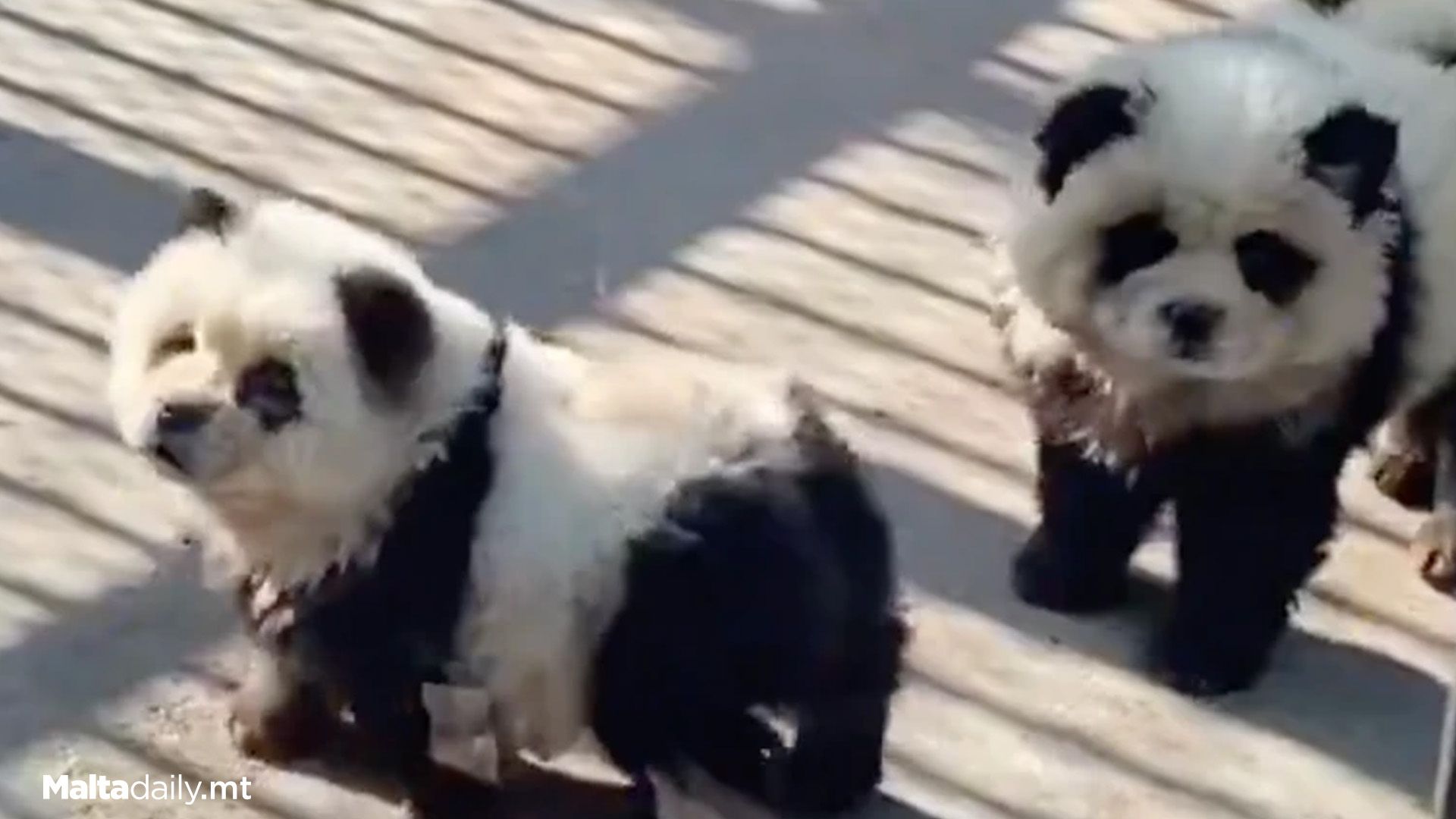 Zoo Admits ‘Pandas’ Are Dogs Painted Black & White