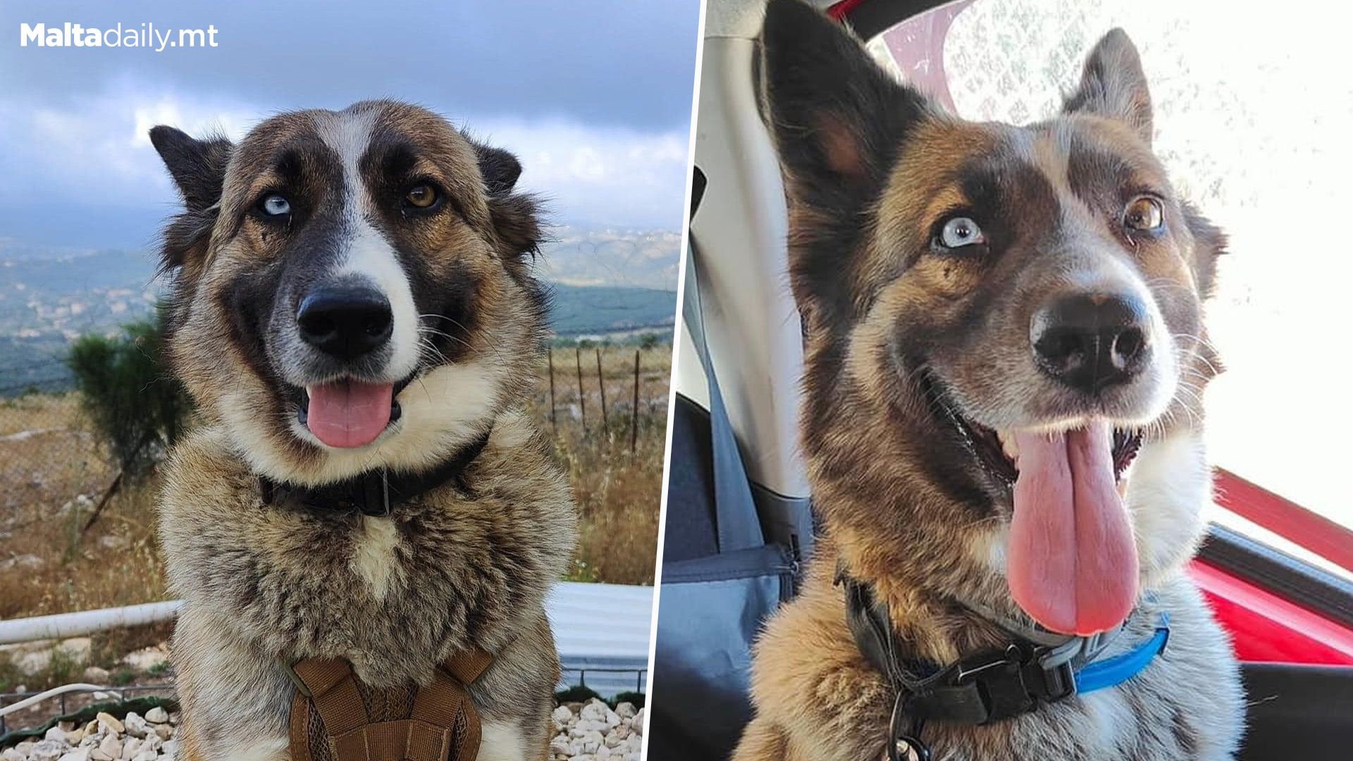 Calls For Dog’s Adoption After Facing Cruelty & Abuse