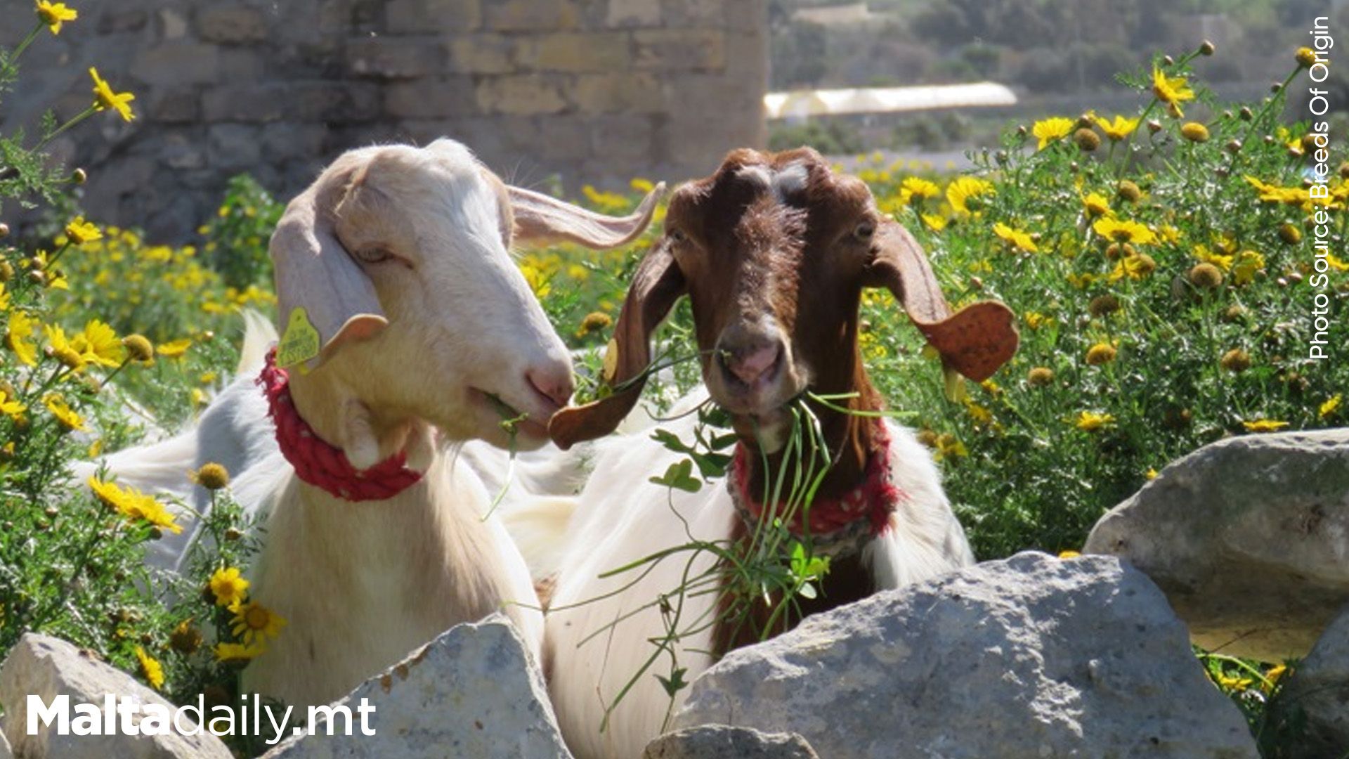 Request For The Indigenous Goat In Malta To Be Saved From…