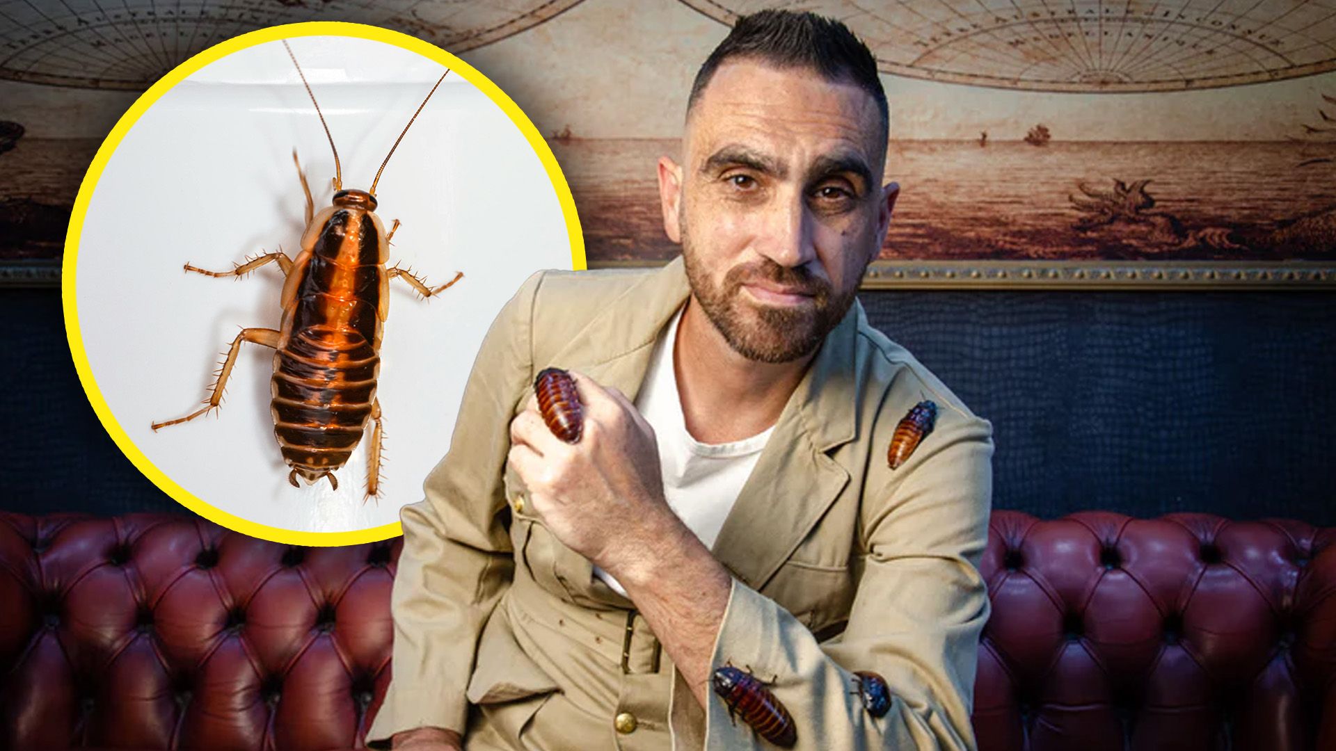 How To Spot The Difference Between Malta’s Cockroaches