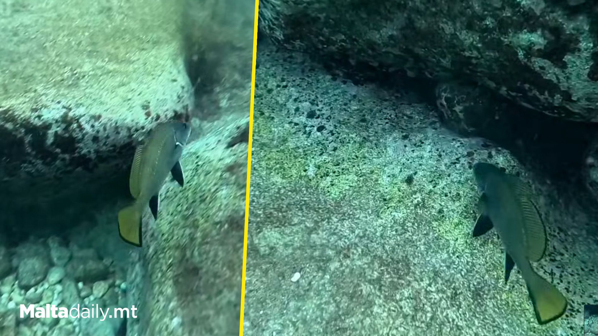 Marine Biologist Shares Stunning Footage Of Rare Mediterran…