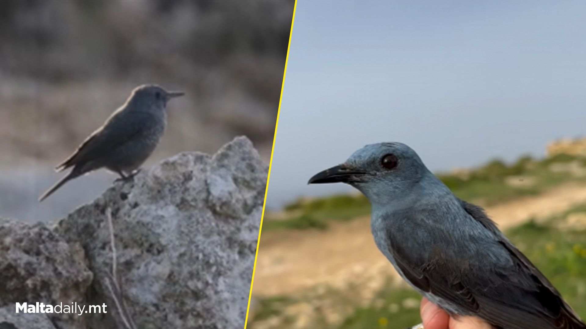 BirdLife Highlight Malta’s National Bird: Il-Merill