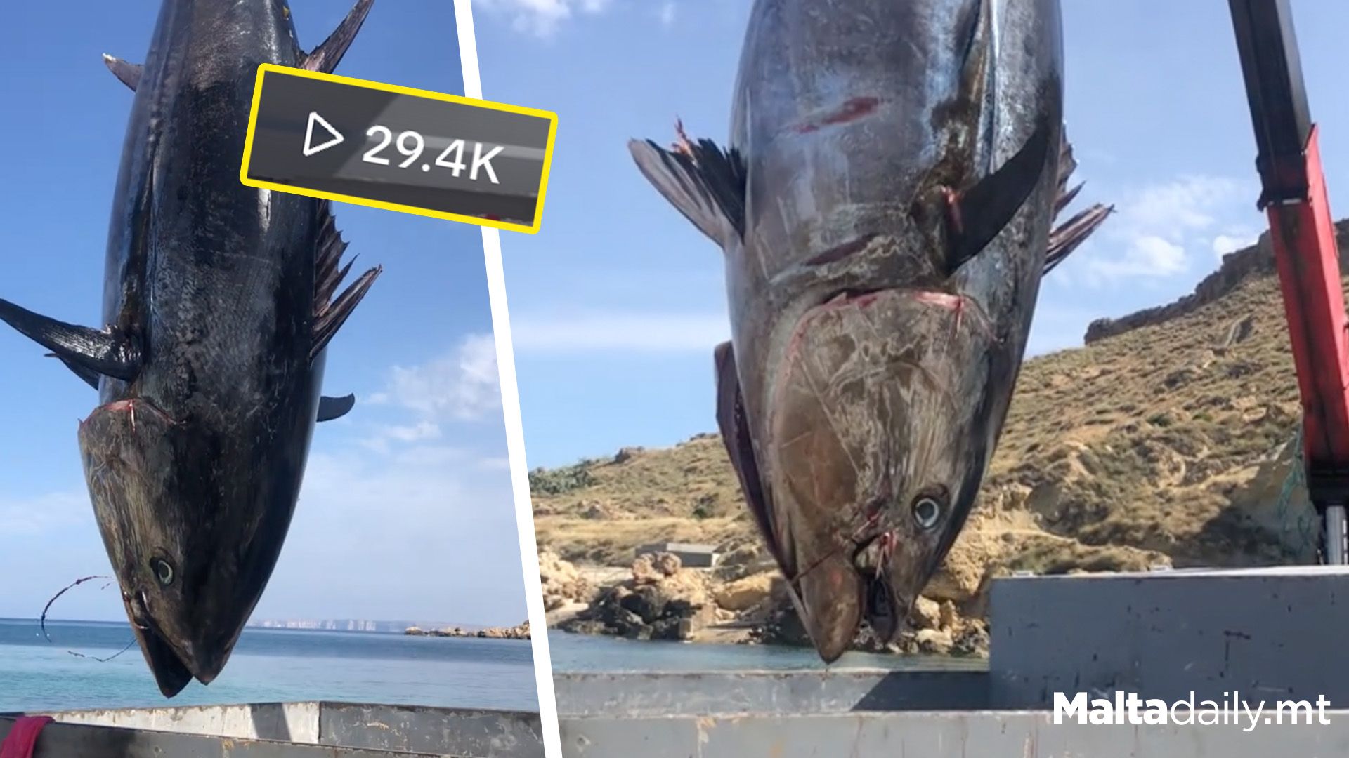 Massive Tuna Caught In Malta