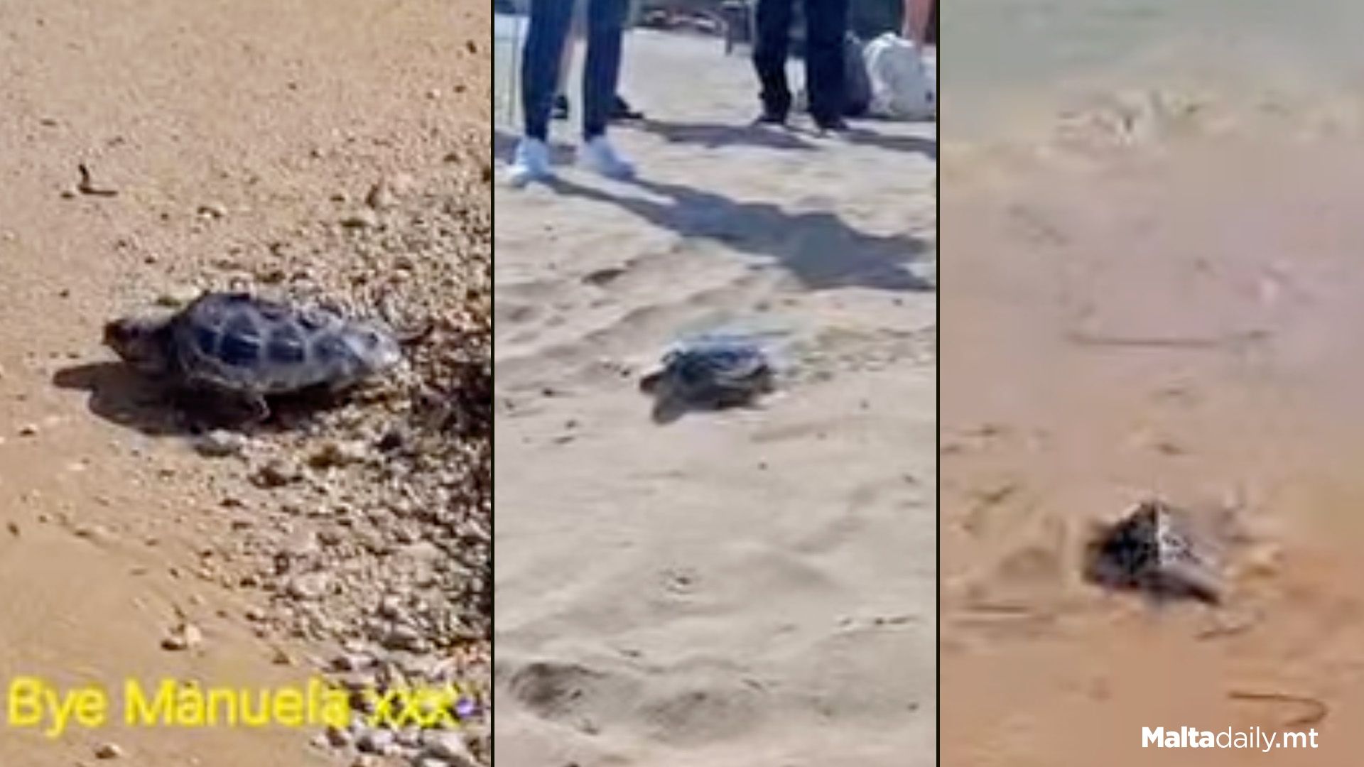 Little Turtle Manuela Released Back Into The Sea