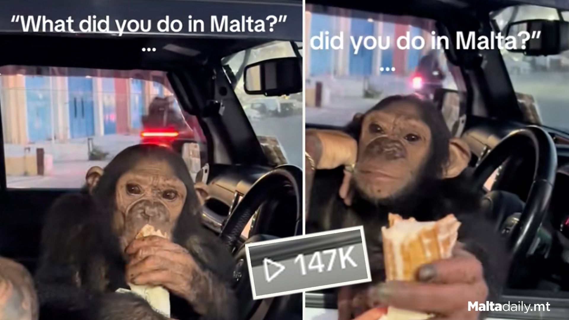 Chimpanzee Eating Ice Cream In Malta Goes TikTok Viral