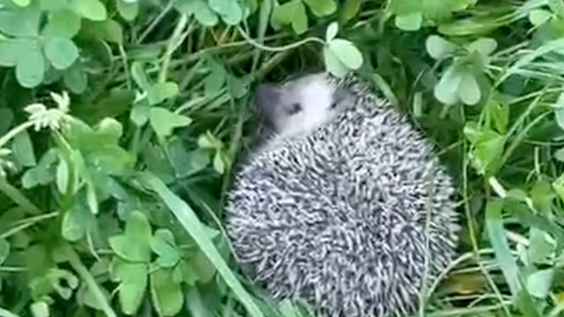 Hedgehog Rescued, Released Back to Nature Safely