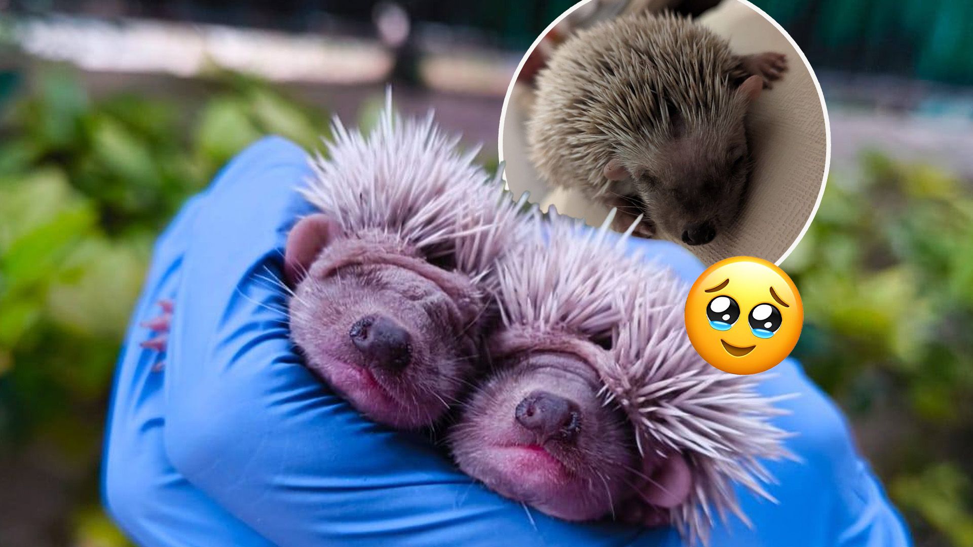 66% of 2025 wildlife rescues in Malta were hedgehogs