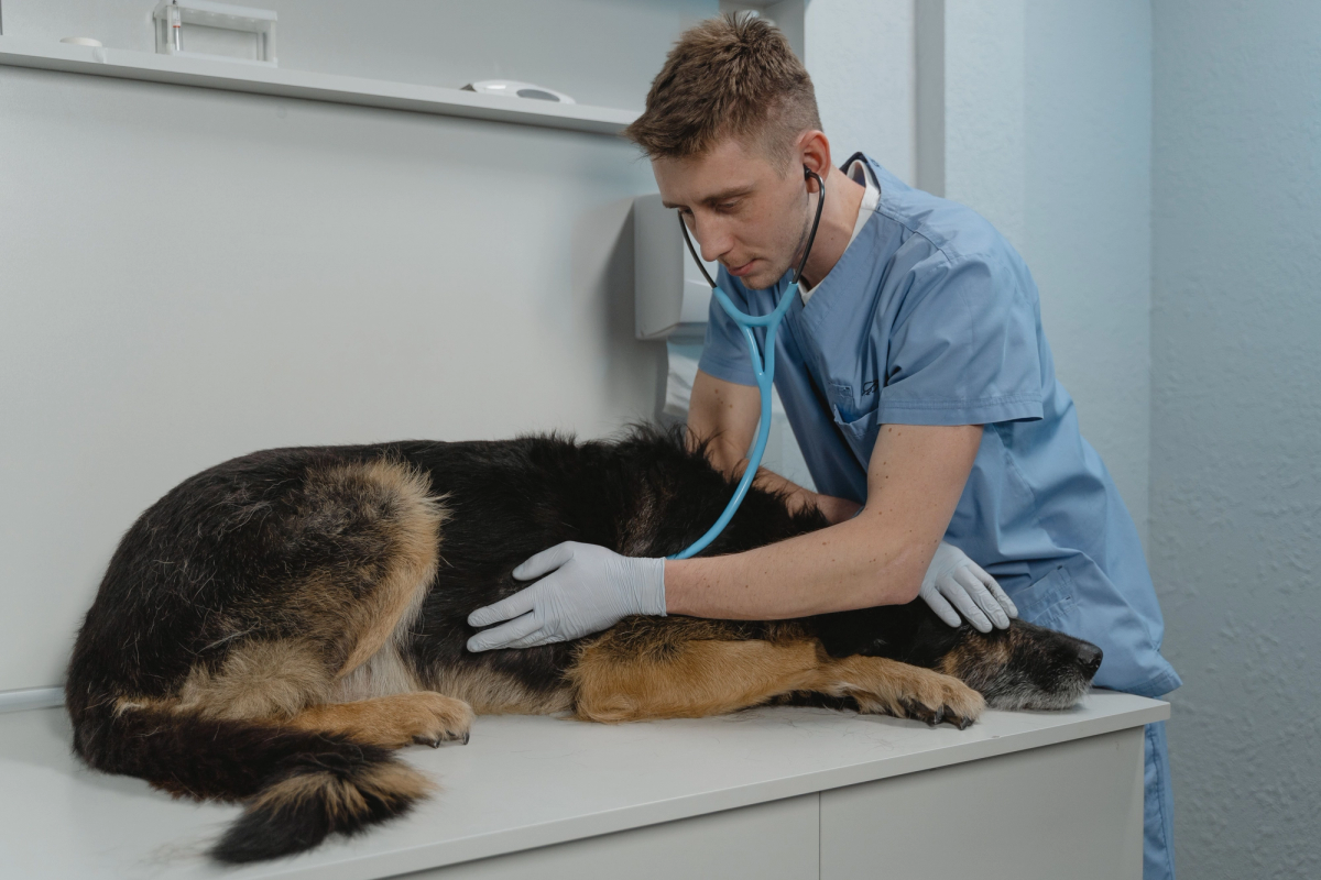 Explore Job Roles: Veterinary Assistants and Laboratory Animal ...