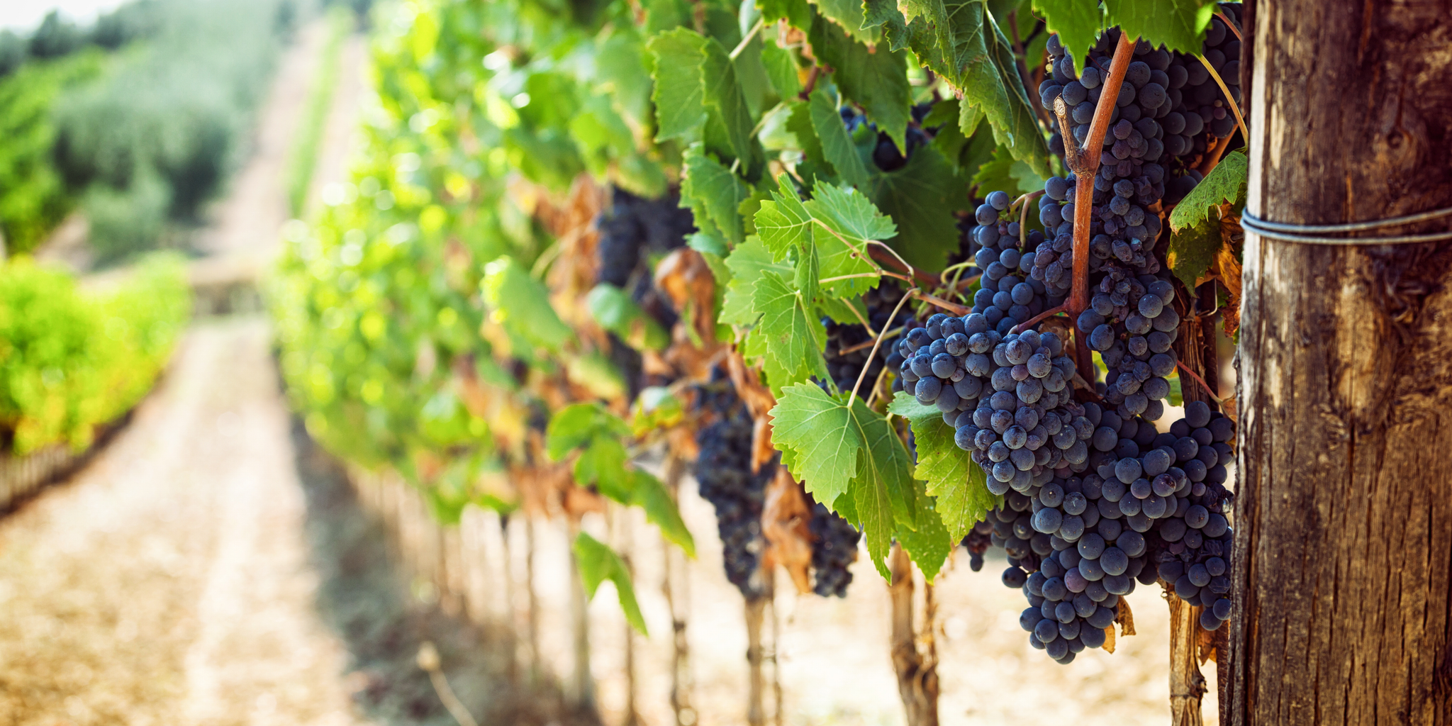 Spanske vinregioner: Utforsk Spanias beste viner | Wineandbarrels
