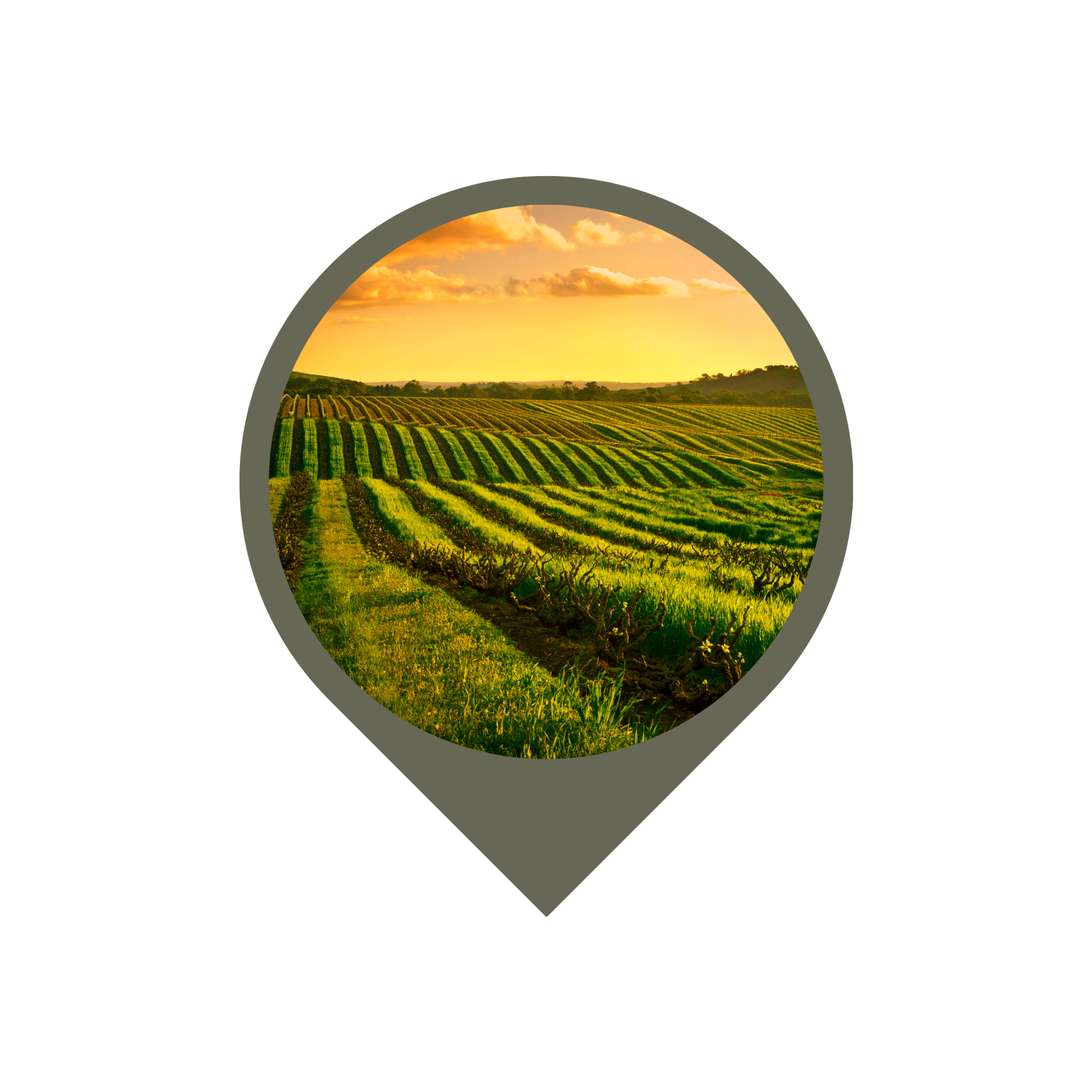 Cava: The Sparkling Jewel of Spain | Wineandbarrels