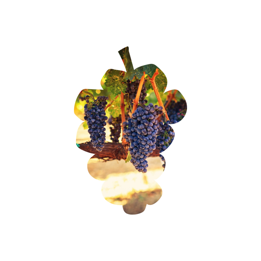 Nebbiolo-viner fra Piemonte: Barolo & Barbaresco | Wineandbarrels