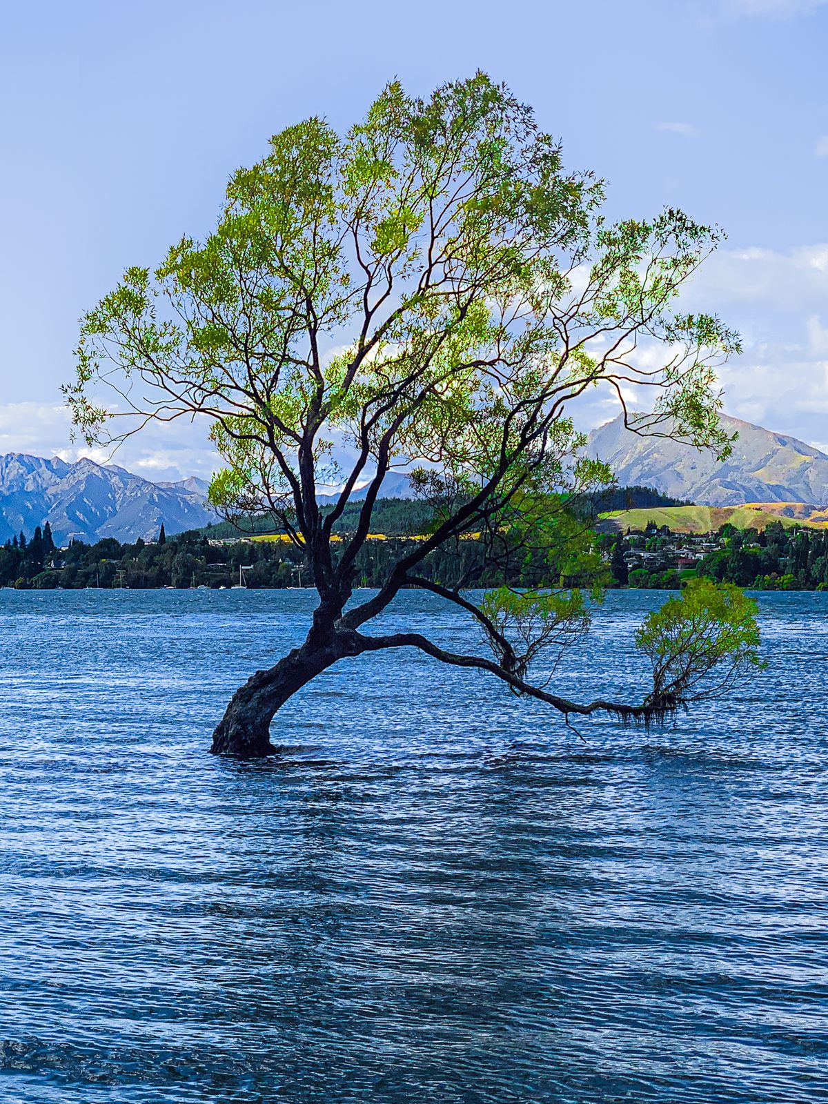That Wānaka Tree | Queenstown Lakes - New Zealand Trip Ideas