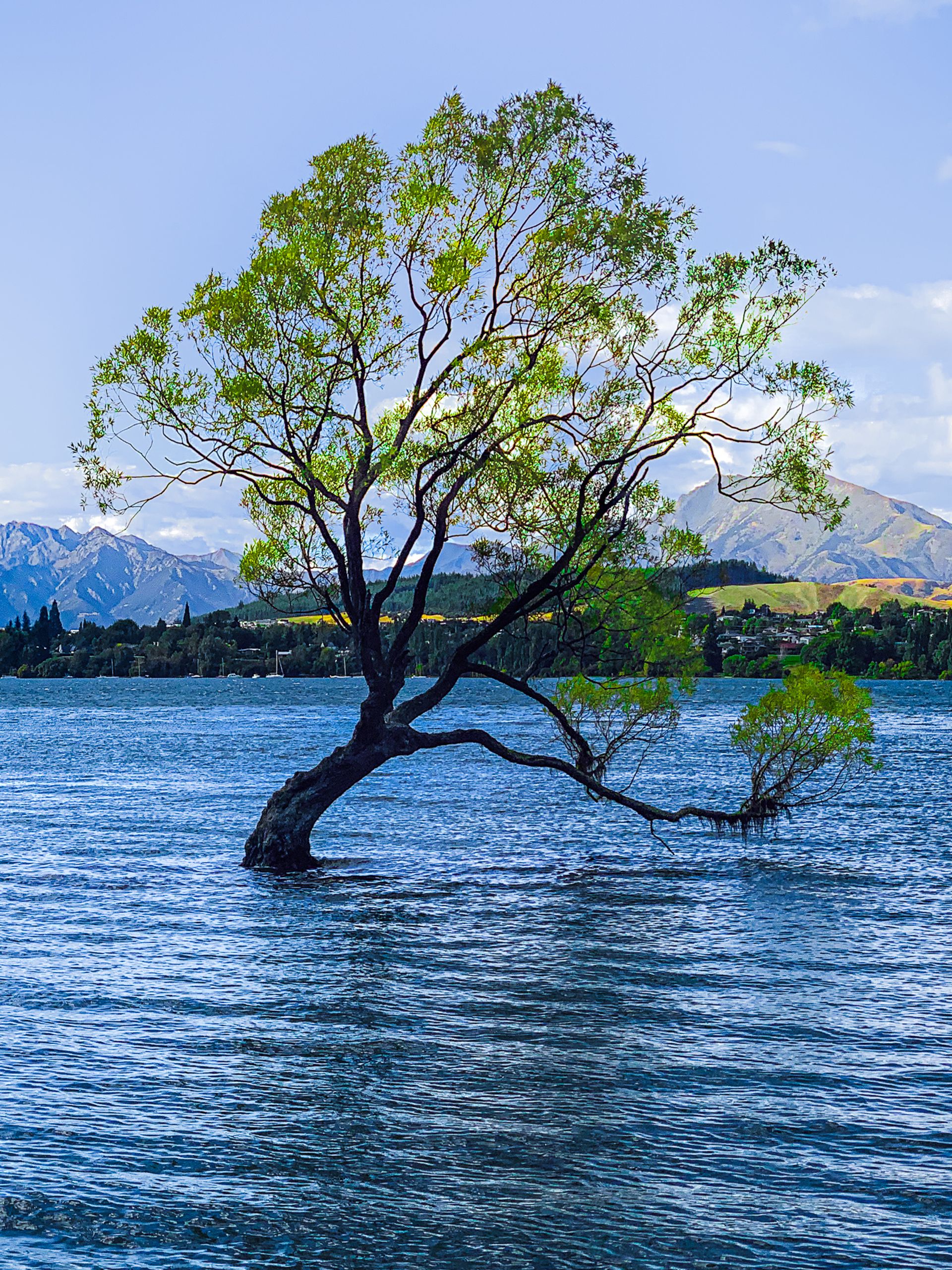 That Wānaka Tree | Queenstown Lakes - New Zealand Trip Ideas