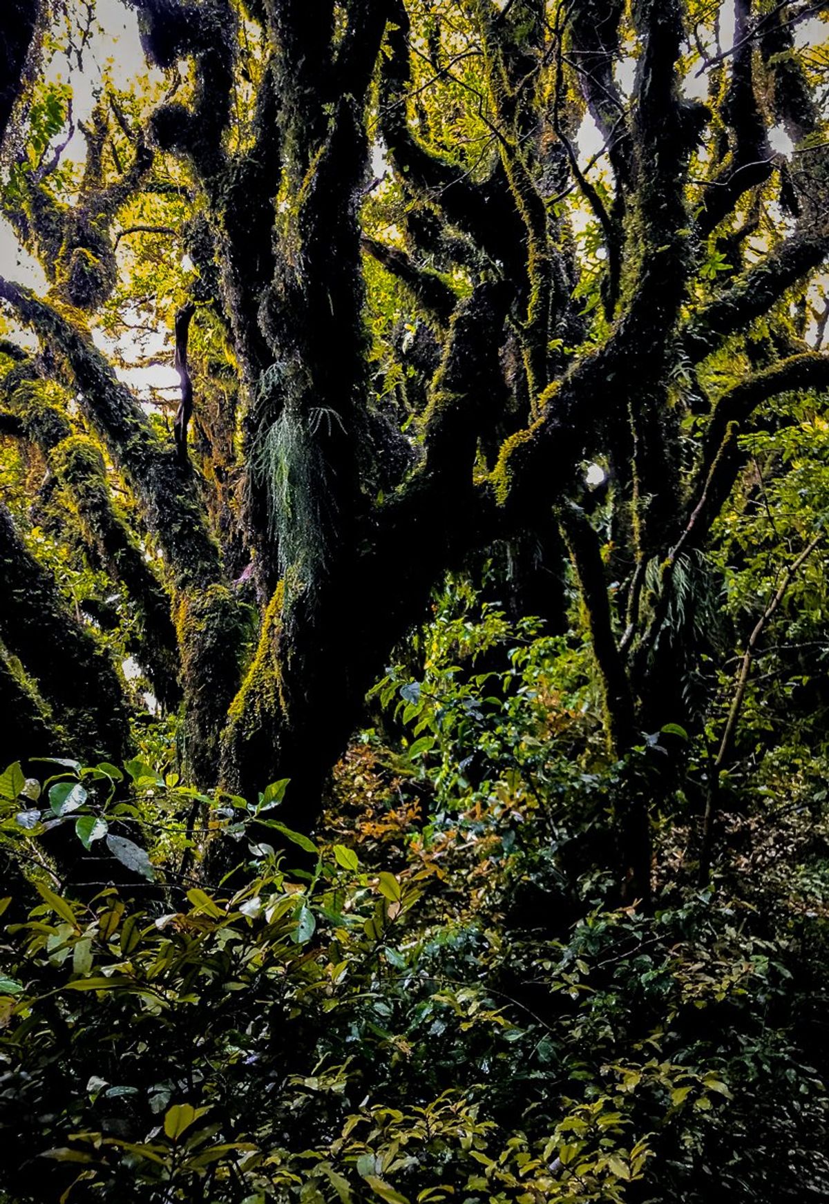 Goblin Forest | Egmont National Park - New Zealand Trip Ideas