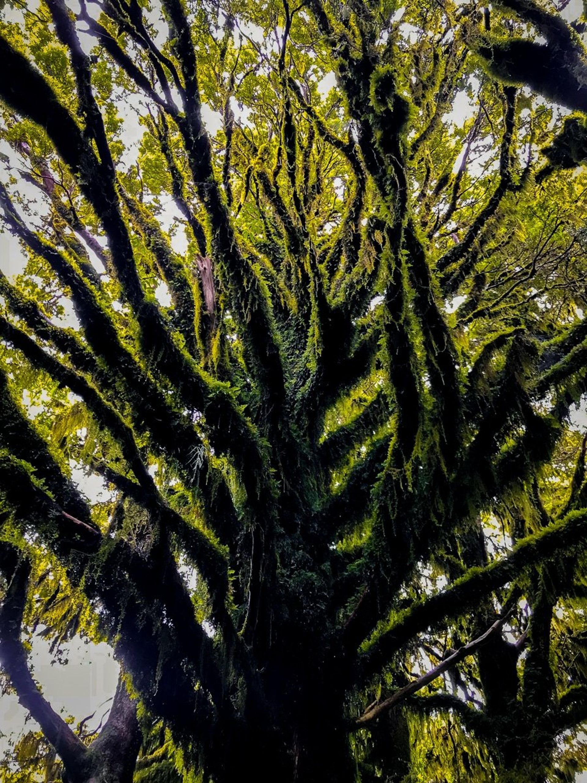 Goblin Forest | Egmont National Park - New Zealand Trip Ideas