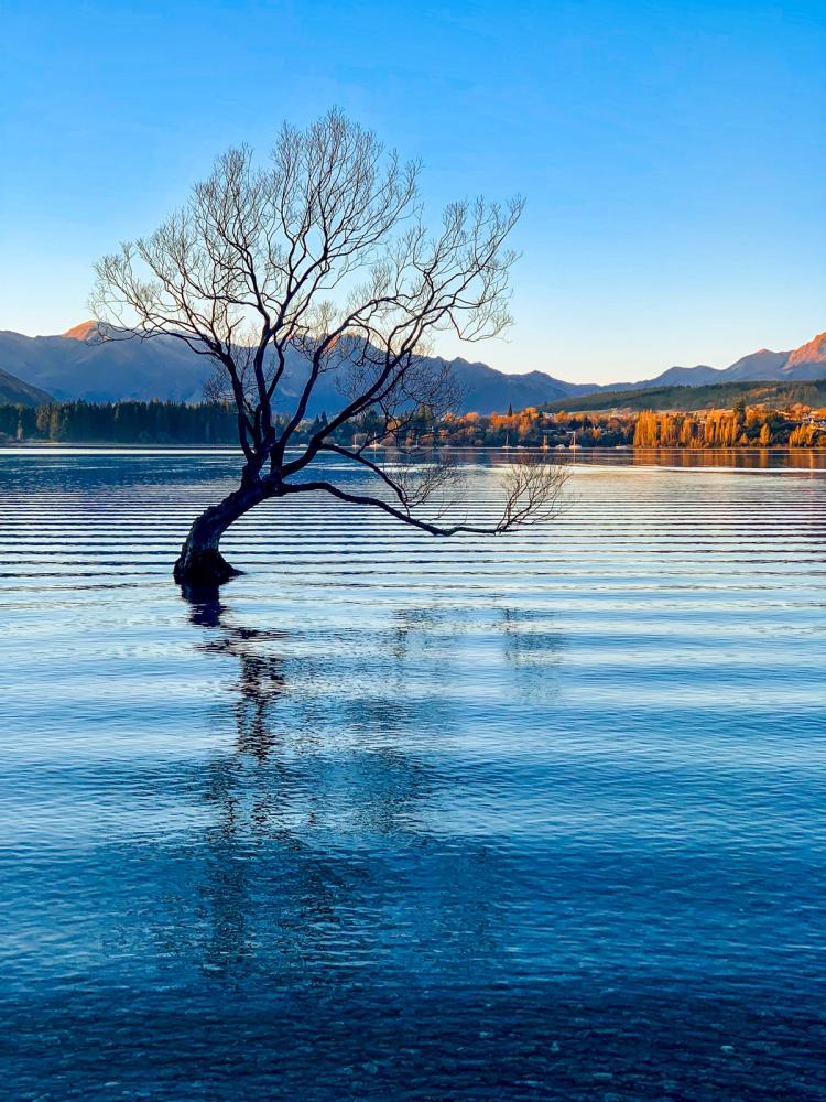 That Wānaka Tree - Trip Ideas