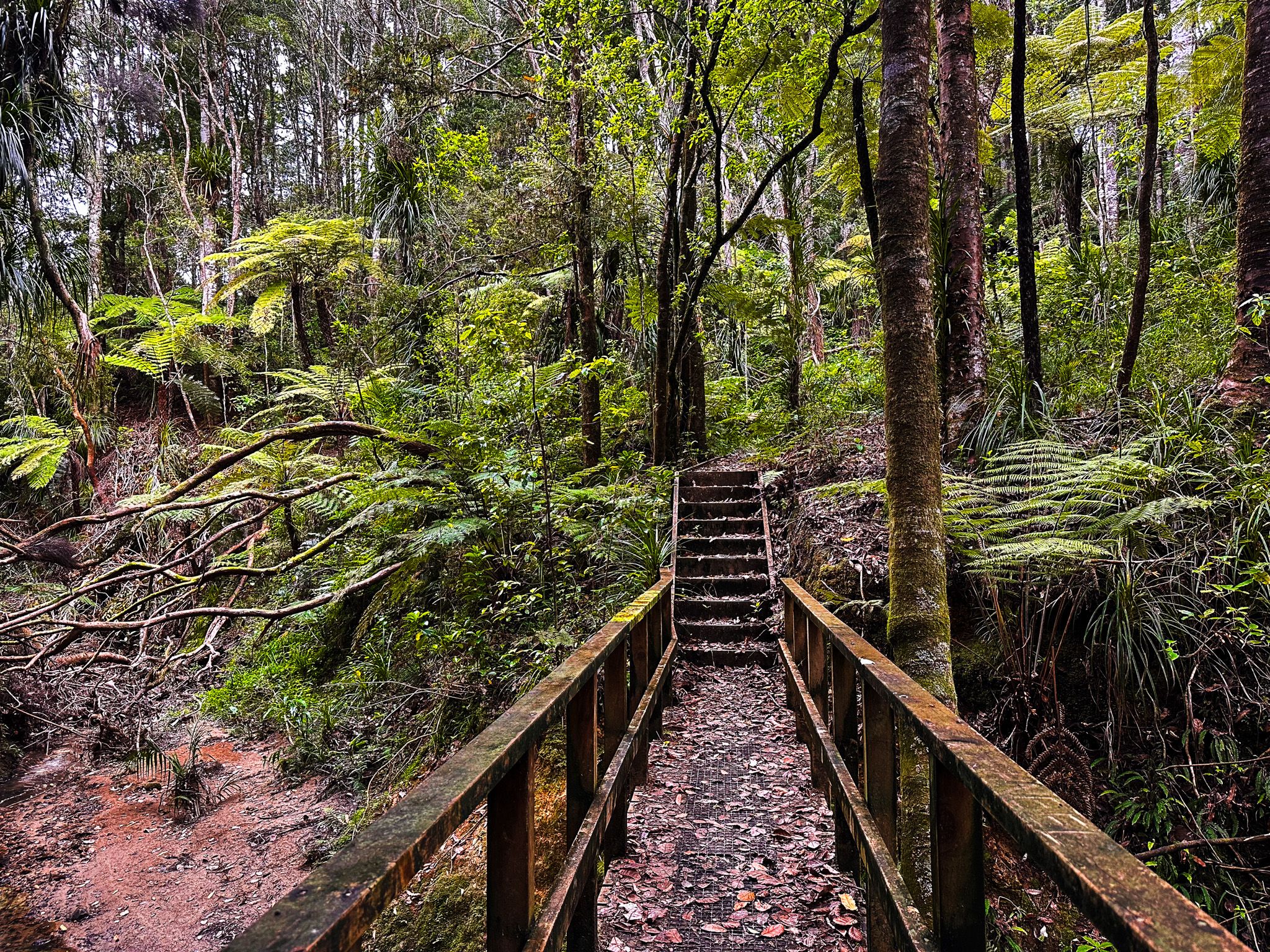 North Shore's Hidden Forest Reserves and Scenic Walks | Blog - New ...