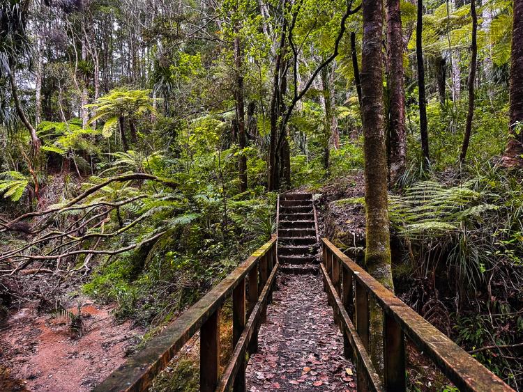 Kauri Glen Reserve | North Auckland - New Zealand Trip Ideas