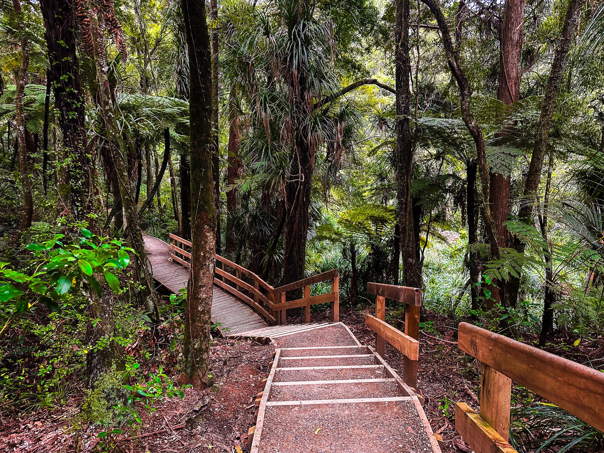 North Shore's Hidden Forest Reserves and Scenic Walks | Blog - New ...