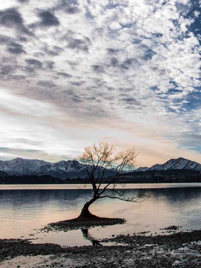 That Wānaka Tree | Queenstown Lakes - New Zealand Trip Ideas