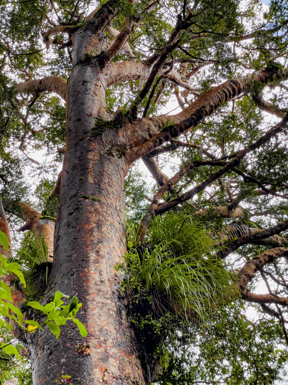 Te Matua Ngahere | Kauri Coast - New Zealand Trip Ideas