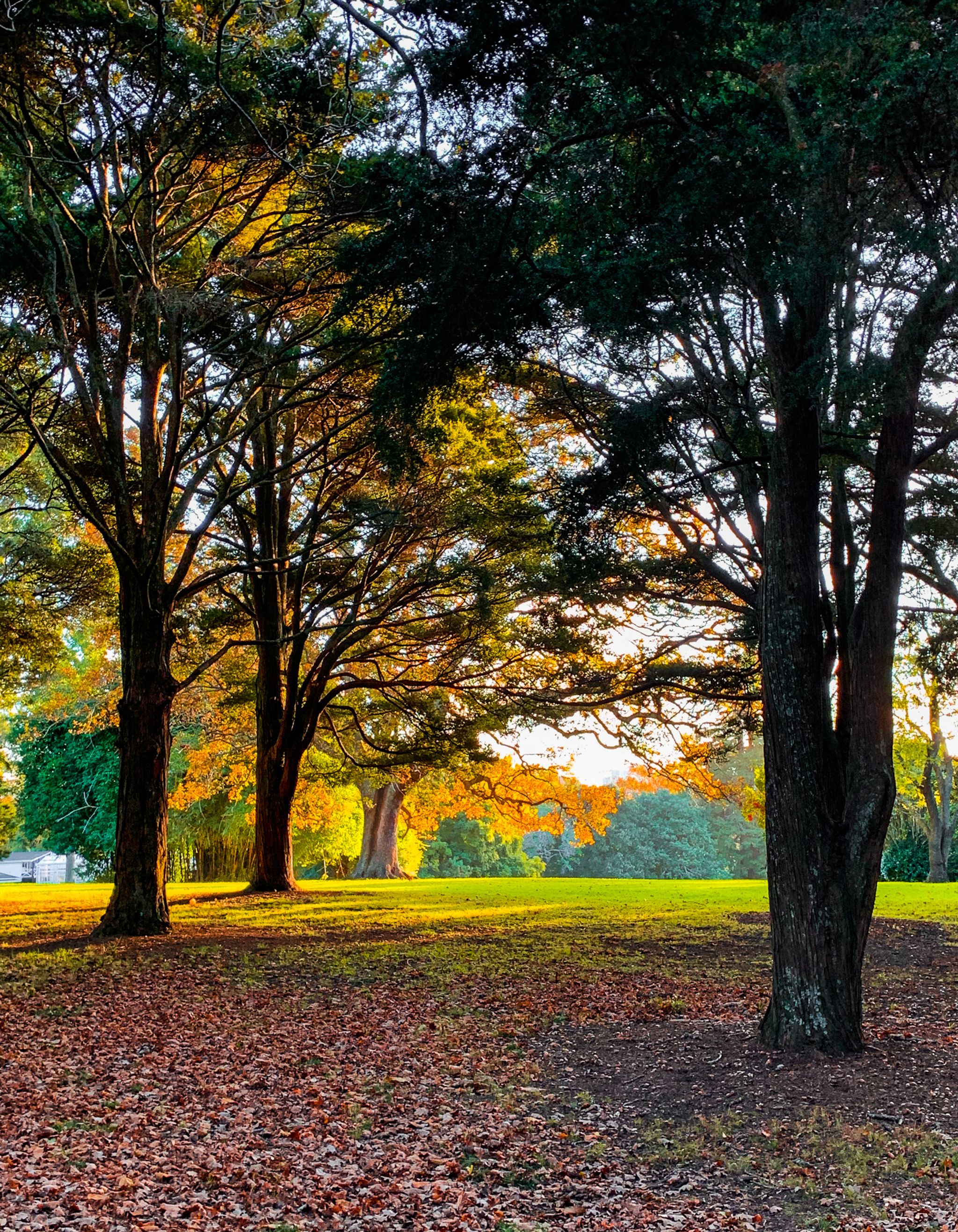 Auckland Domain Pukekawa | Central Auckland - New Zealand Trip Ideas