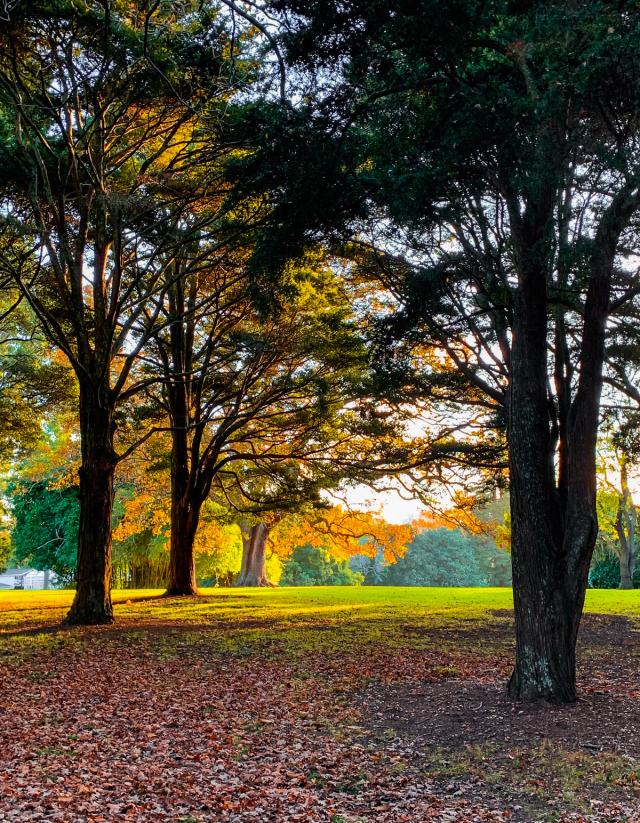 Auckland Domain Pukekawa | Central Auckland - New Zealand Trip Ideas