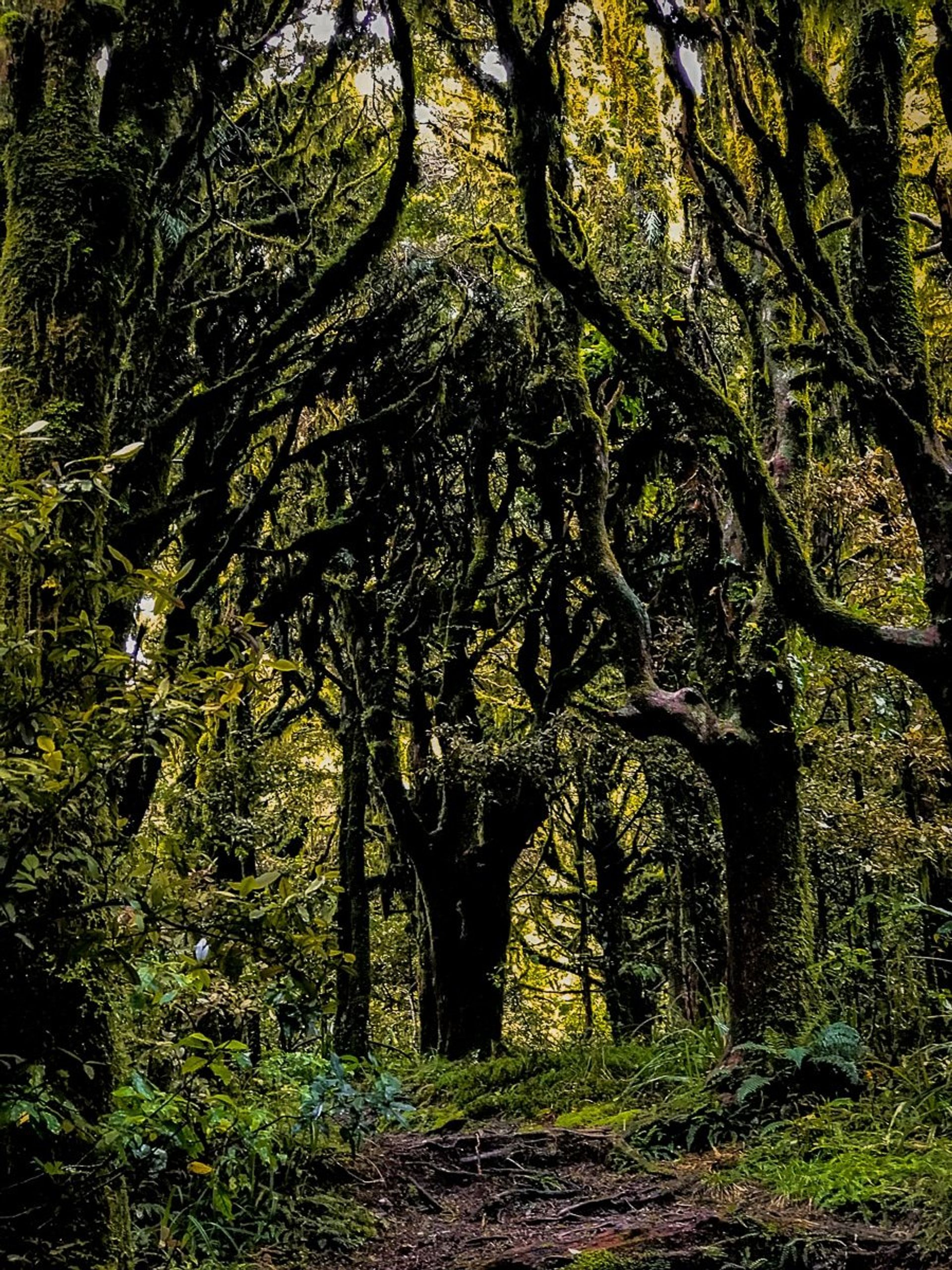 Goblin Forest | Egmont National Park - New Zealand Trip Ideas