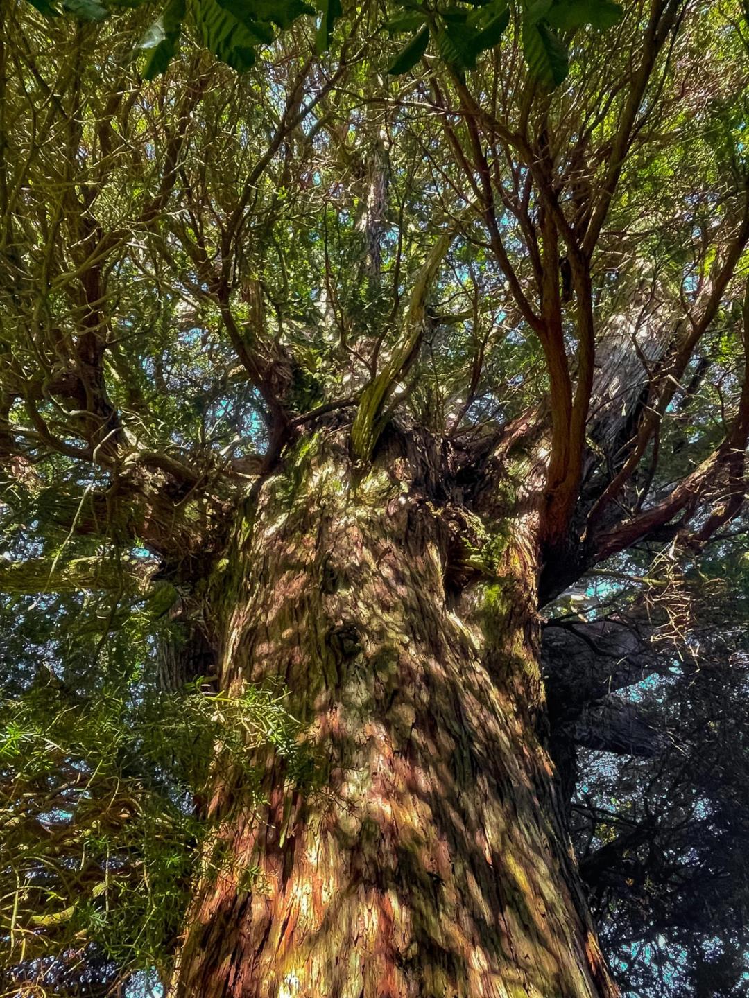 Hinewai Reserve Walks | Banks Peninsula - New Zealand Trip Ideas