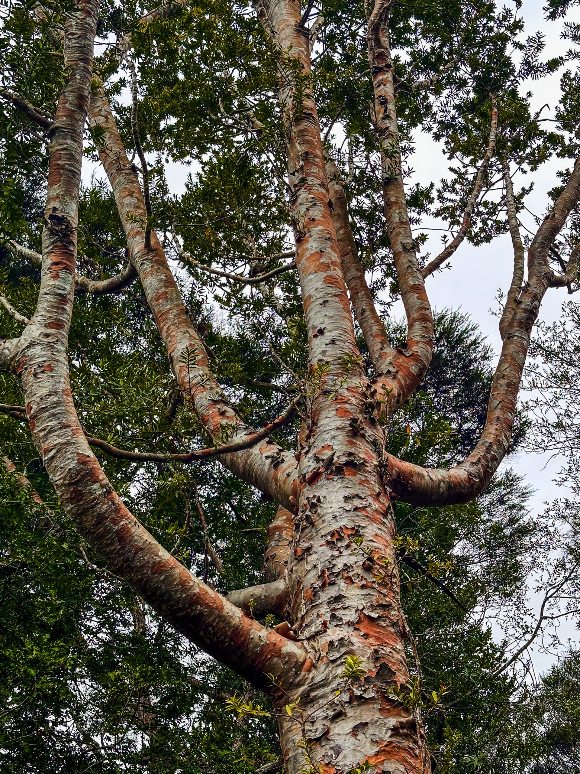North Shore's Hidden Forest Reserves and Scenic Walks | Blog - New ...