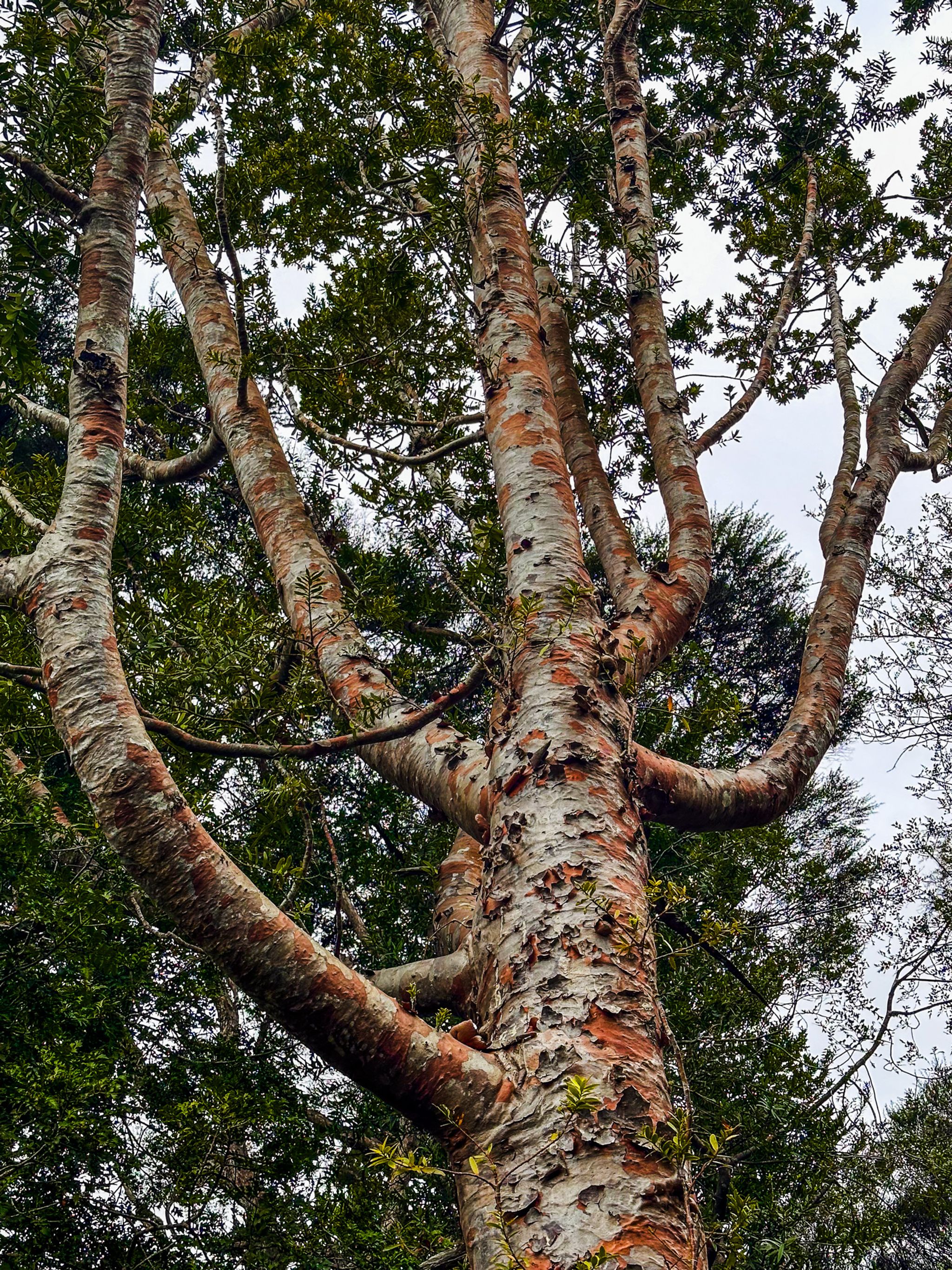 North Shore's Hidden Forest Reserves and Scenic Walks | Blog - New ...