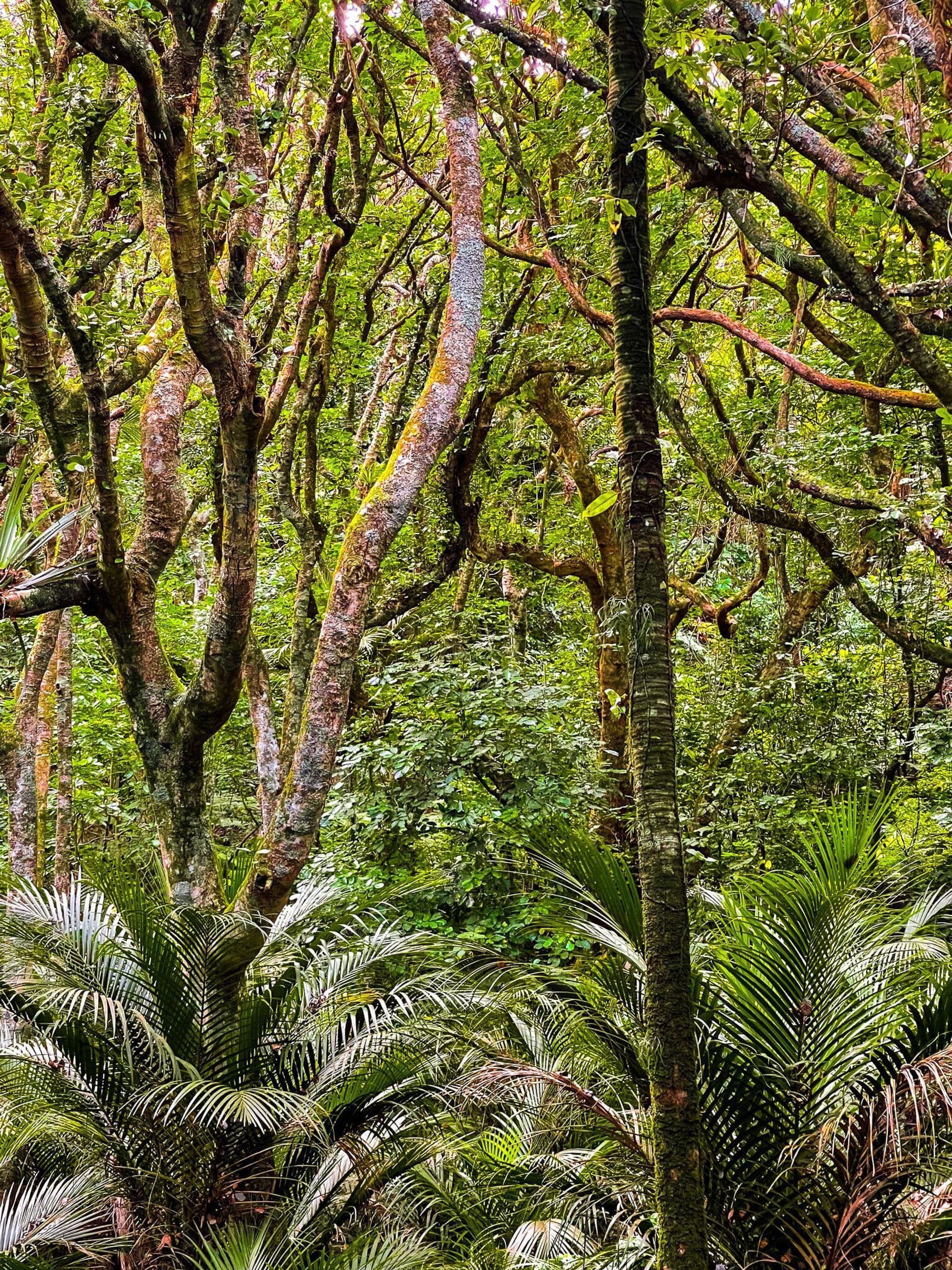 Puriri Track – Clevedon Scenic Reserve | South Auckland - New Zealand ...