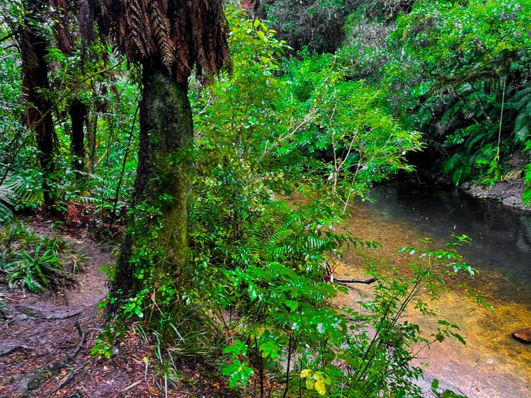 Pureora Forest Park | Southern Waikato - New Zealand Trip Ideas